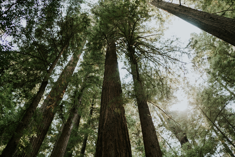 Sustainably WP Helps to Plant 190 Trees - Sustainably WP